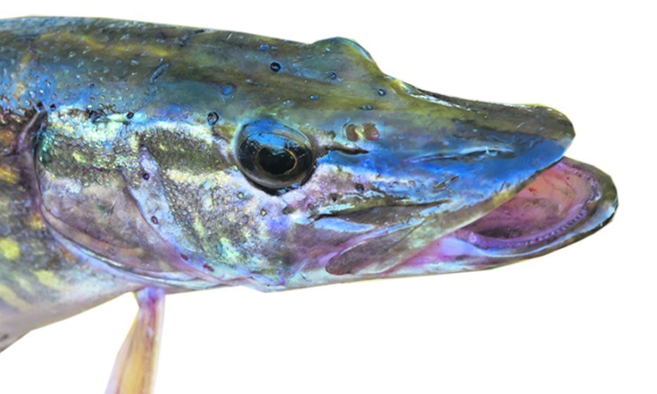 Tennis: Der Böblinger Timmy Becker gewinnt als einziger ungesetzter ...