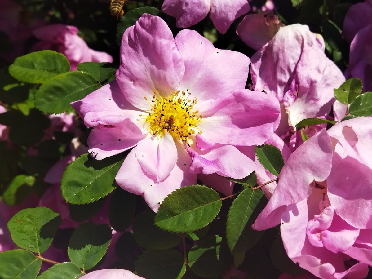 Bildergalerie - Frühling im Dronfield-Park - Leben & Menschen ...