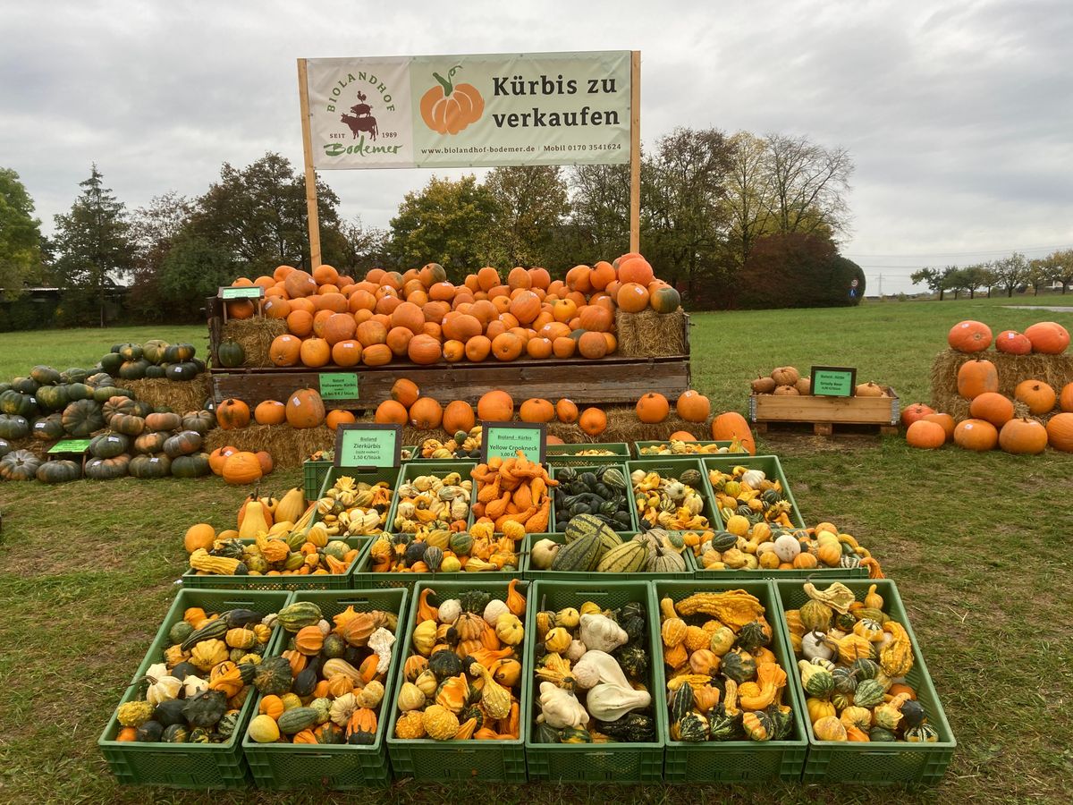 Biolandhof Bodemer in Ehningen - Kürbis: So vielfältig und gesund ist ...