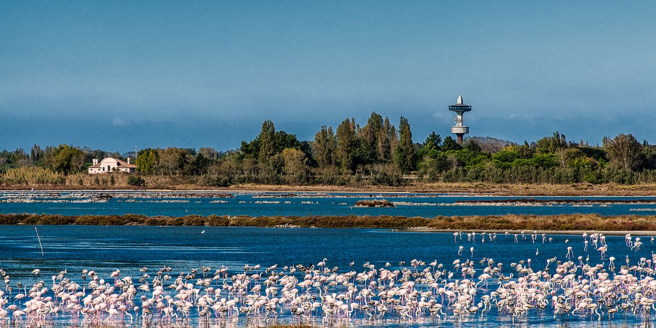 Isola di Albarella - Die vogelwilde Insel - Nachrichten | Sindelfinger ...